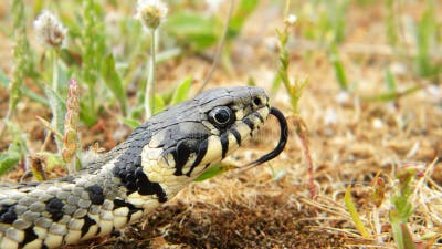 Natrix natrix stock image. Image of serpent, sticking - 25782951