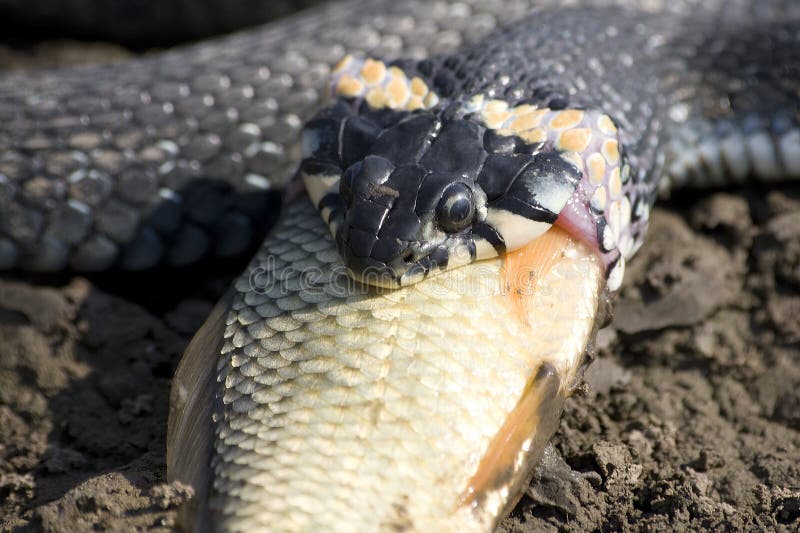 Natrix natrix stock photo. Image of reptile, food, luck - 6356654