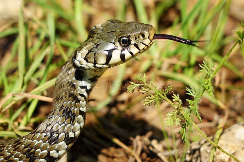 Natrix natrix stock image. Image of danger, isolated - 75075417