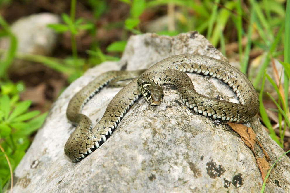 Natrix natrix defense stock image. Image of wild, reptile - 25465221
