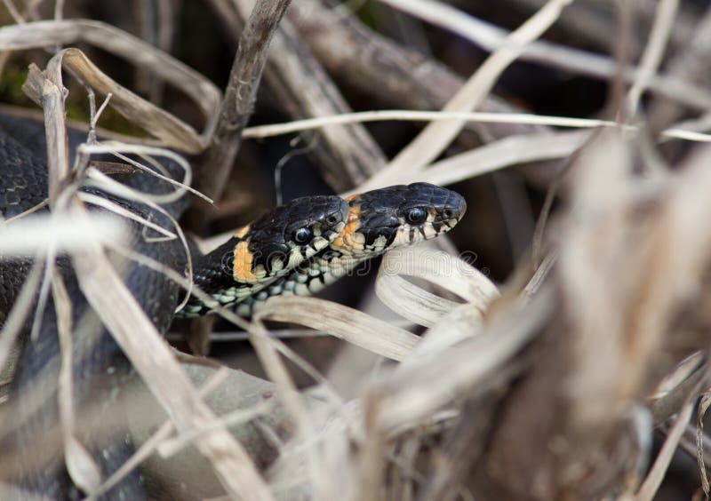 Natrix natrix, Grass Snake stock image. Image of animal - 15856411