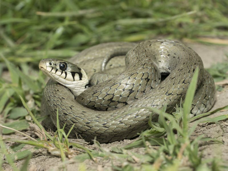 Natrix Natrix - Grass Snake - Stock Photo - Image of squamata, european ...