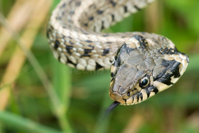 Natrix natrix Persa stock photo. Image of natrix, attack - 22728796