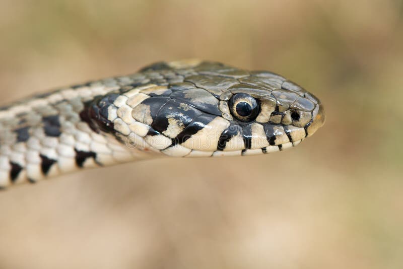 Natrix natrix stock photo. Image of island, croatia, nontoxic - 42644814
