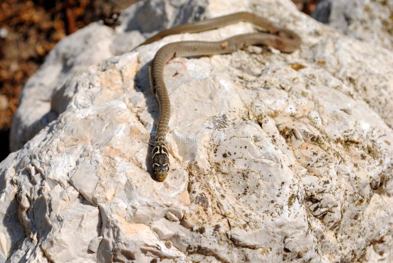 Natrix Natrix, Reptile Also Called Water Snake Stock Image - Image of ...