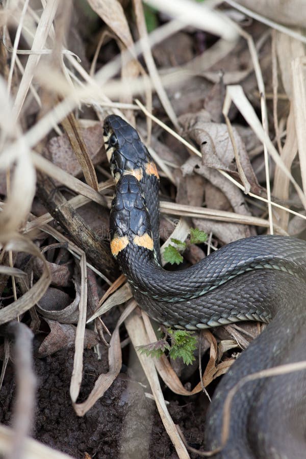 Natrix natrix, Ringslang stock afbeelding. Image of partner - 15856413