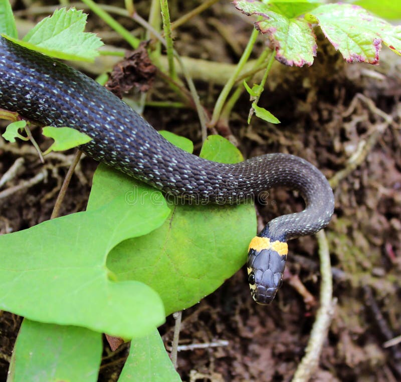 Natrix. Zwarte Slang Die Op Het Zand Kruipt. Stock Foto - Image of ...