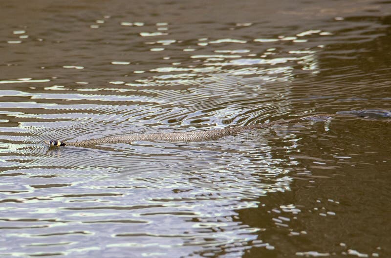 Natrix Natrix Snake Swims in the Water Stock Image - Image of snakes ...