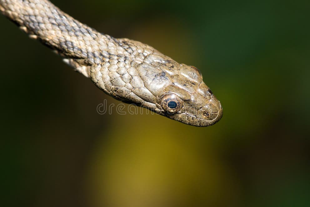 Natrix tessellata stock photo. Image of nature, detail - 23789006