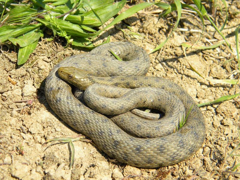 Natrix Tessellata - Dice Snake - Stock Image - Image of tessellata ...