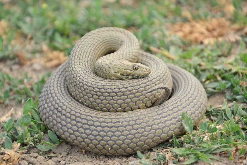 Dice Snake Natrix Tessellata Stock Photo - Image of field, coils: 168375602