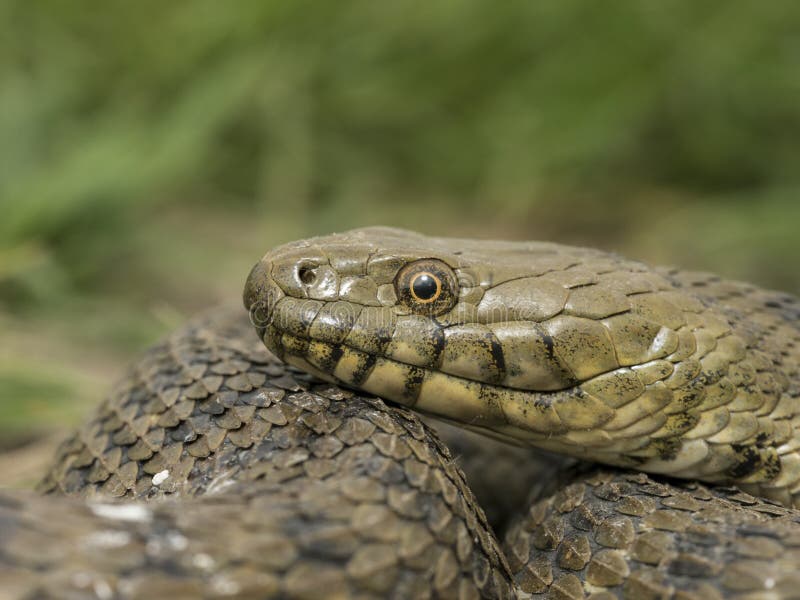 Natrix Tessellata - Dice Snake - Stock Photo - Image of posture ...
