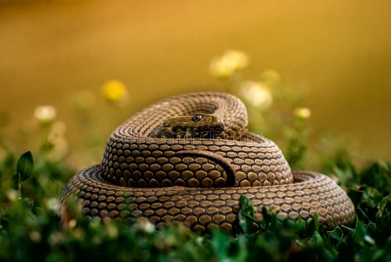 Natrix tessellata stock photo. Image of water, tessellata - 72938090