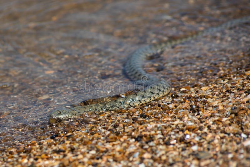 Natrix Tessellata Water Snake on the Beach Stock Photo - Image of water ...