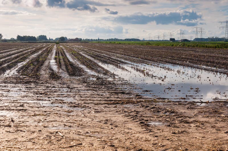 Natte Landbouwgrond in Nederland Stock Afbeelding - Image of lijn ...