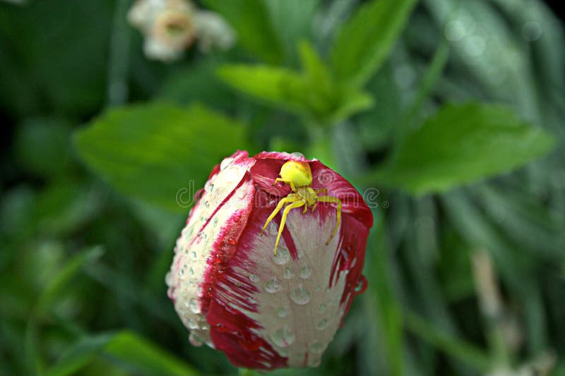 Natte Rood-witte Tulp En Gele Spin Stock Afbeelding - Image of mooi ...
