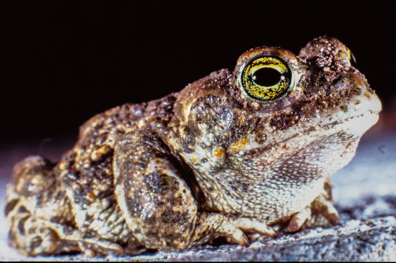 Natterjack Toad stock photo. Image of bufo, brown, creature - 215622256
