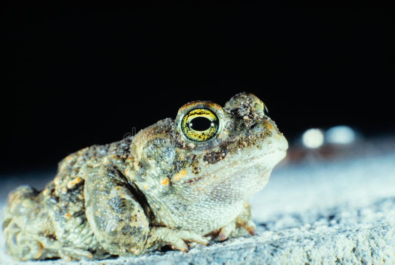 Natterjack Toad stock photo. Image of flower, habitat - 185683772