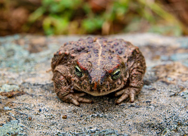 Natterjack Toad Epidalea Calamita Stock Photo - Image of frog, amphibia ...