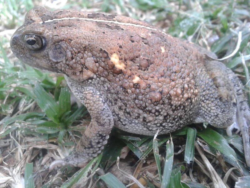 Natterjack Toad stock photo. Image of amphibians, reptile - 50463060