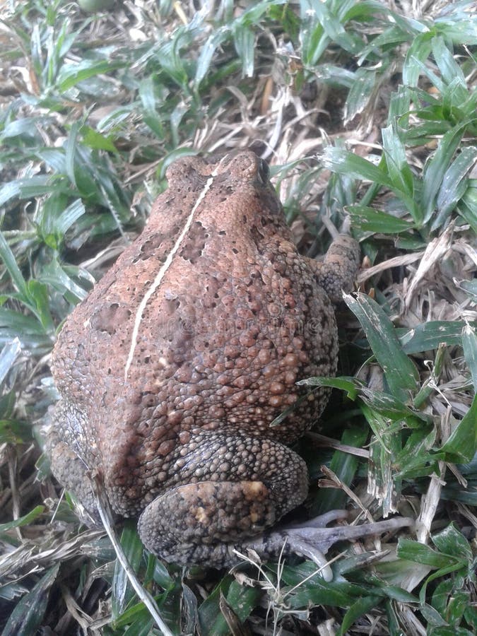 Natterjack Toad stock photo. Image of amphibians, garden - 50463302