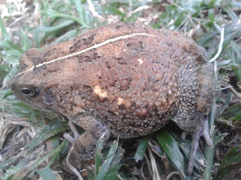 Natterjack Toad stock photo. Image of ranidae, organism - 50463376