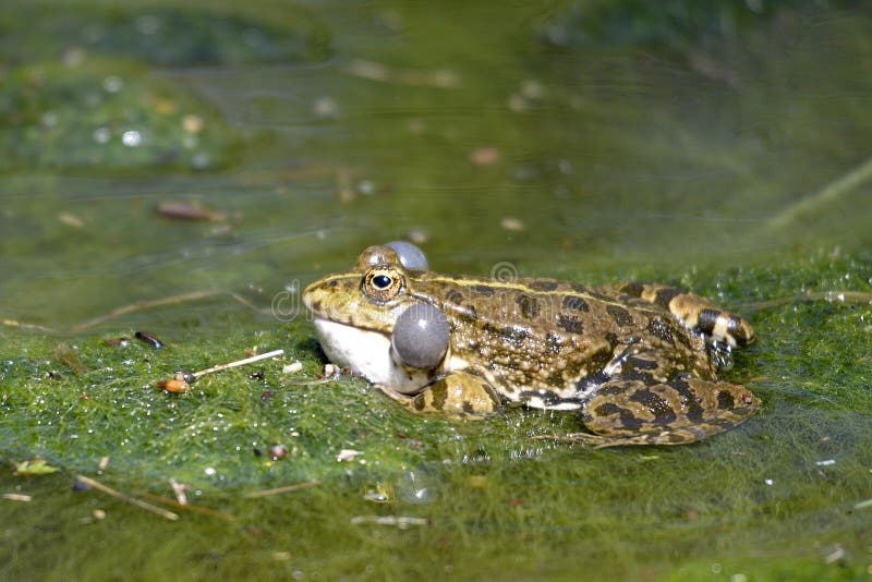 Toad and water stock photo. Image of angry, pounce, frog - 53699614