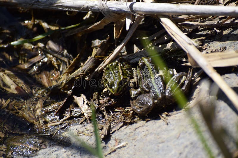 Natterjack Toads One on the Stone Stock Image - Image of name, green ...