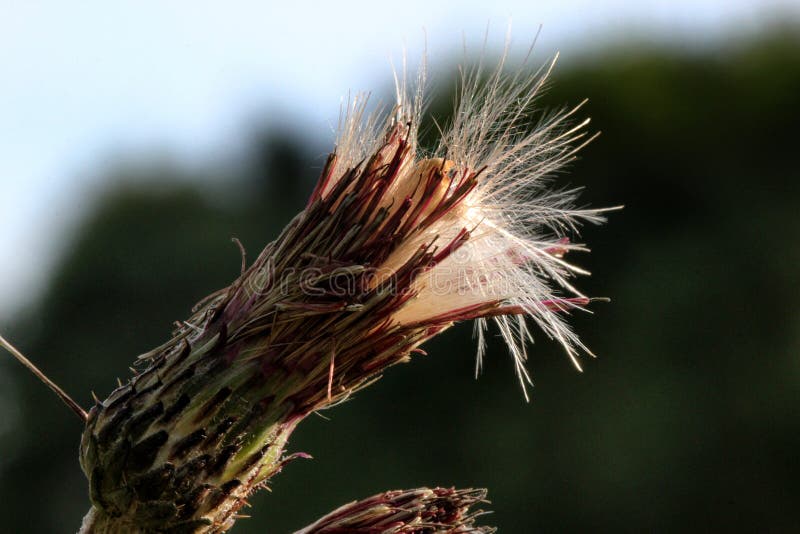 Natur, Flaum, Blüte, Blumen, Makro Stockfoto - Bild von wachsen, blüte ...