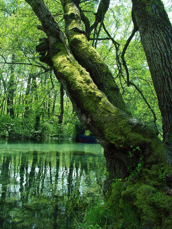 Natur - grüner Sumpf stockbild. Bild von landschaft, wasser - 771805