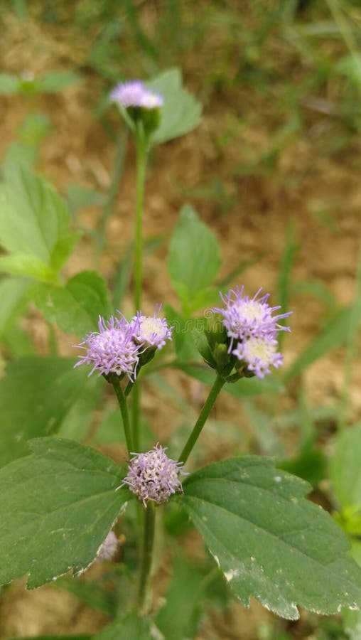 Natur Green Pople Rose Beautiful Stock Photo - Image of green ...