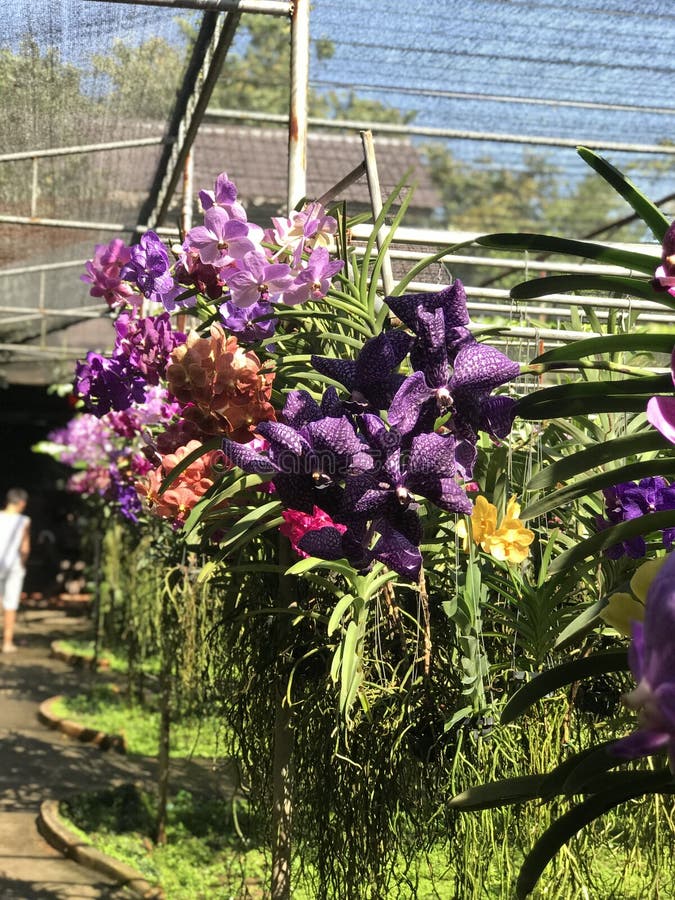 Natur stock image. Image of natur, nice, flowers, color - 226348587