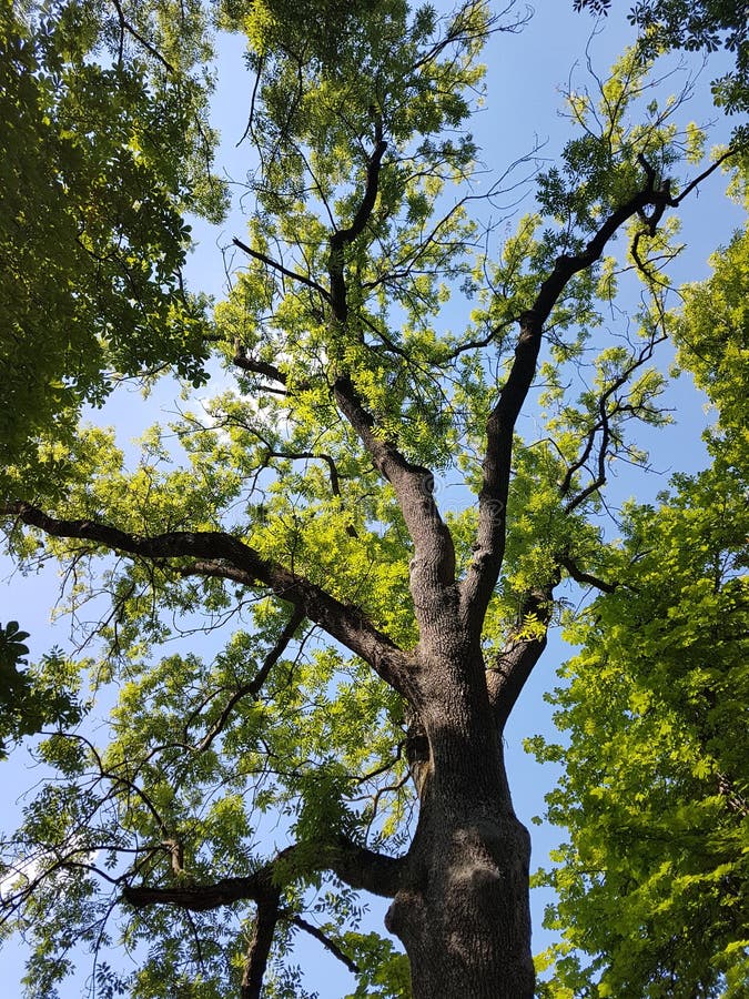 Natur Wald Wood Forest Natur Stock Photo - Image of natur, forrest ...