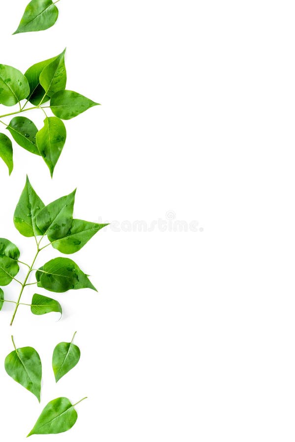 Natura Layout of Green Tree Leaves, Concept, Top View, Flat Lay Stock ...