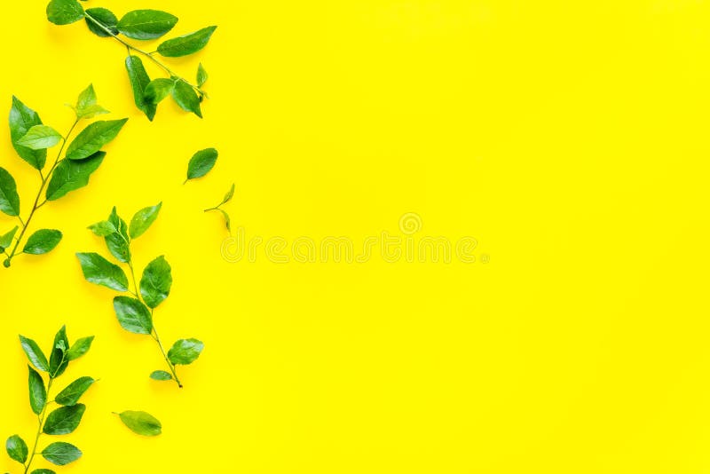 Natura Layout of Green Tree Leaves, Concept, Top View, Flat Lay Stock ...