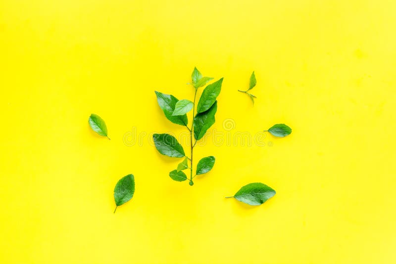 Natura Layout of Green Tree Leaves, Concept, Top View, Flat Lay Stock ...