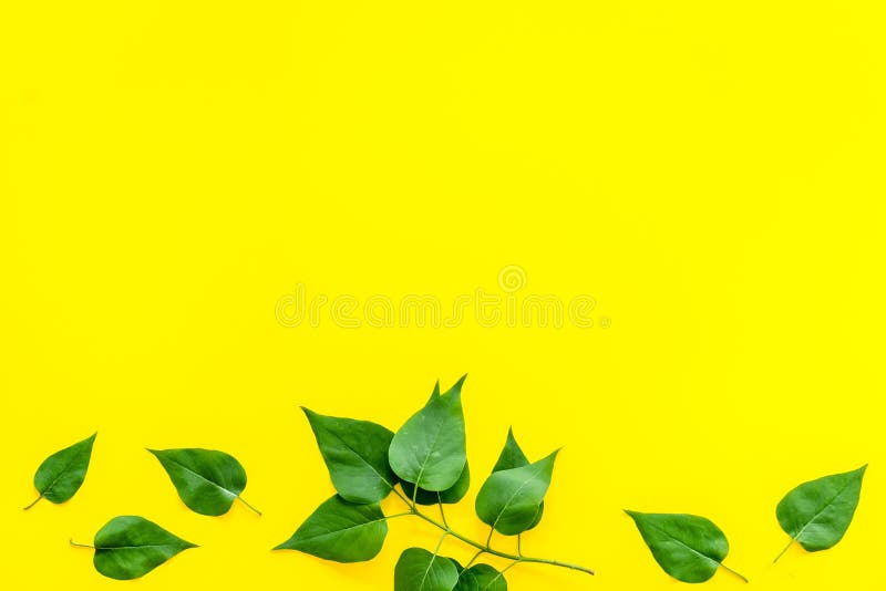 Natura Layout of Green Tree Leaves, Concept, Top View, Flat Lay Stock ...