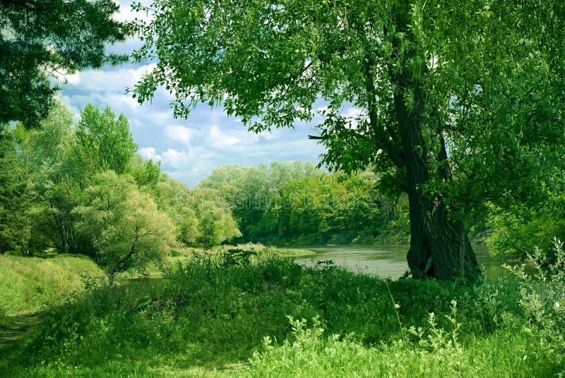 Natura verde della foresta fotografia stock. Immagine di giorno - 21162520