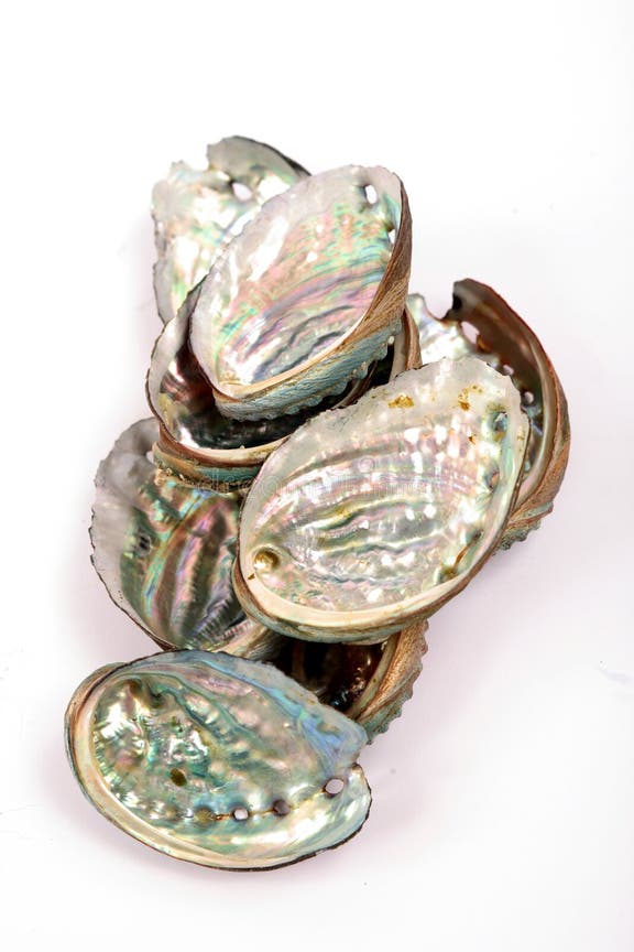 Natural abalone shell stock image. Image of macro, collectors - 19526729