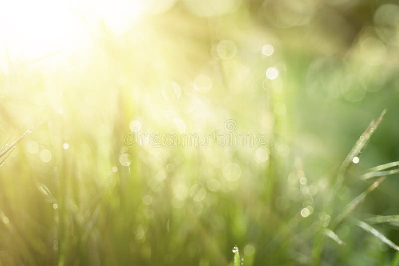 Natural Abstract Background Stock Photo - Image of foliage, backdrop ...