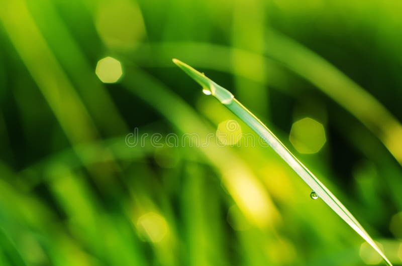 Natural Abstract Background Stock Photo - Image of brightly, abstract ...