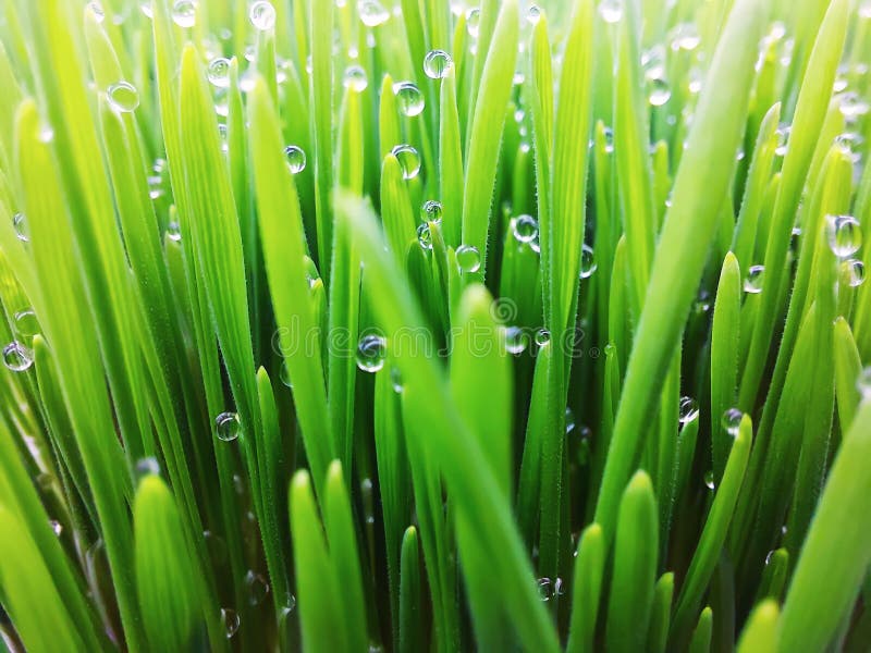 Natural Abstract Grass Background Stock Image - Image of glowing ...