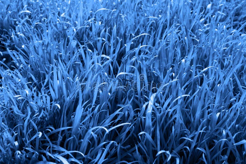 Natural Green Background with Grass Stock Photo - Image of focus ...