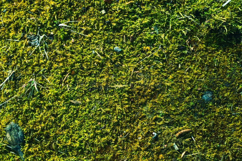 Natural Abstract Moss Background Stock Image - Image of background ...