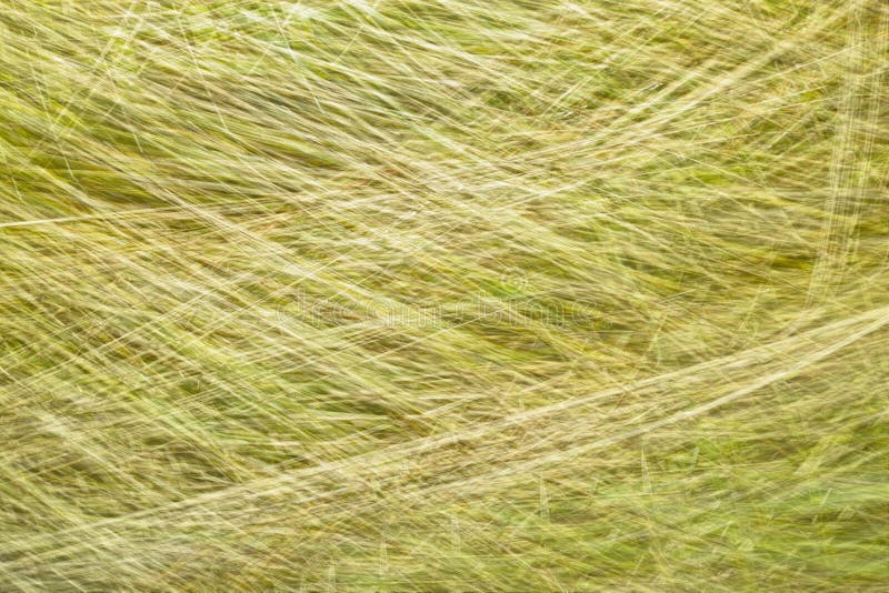 Natural abstract stock image. Image of hallucinations - 81616493