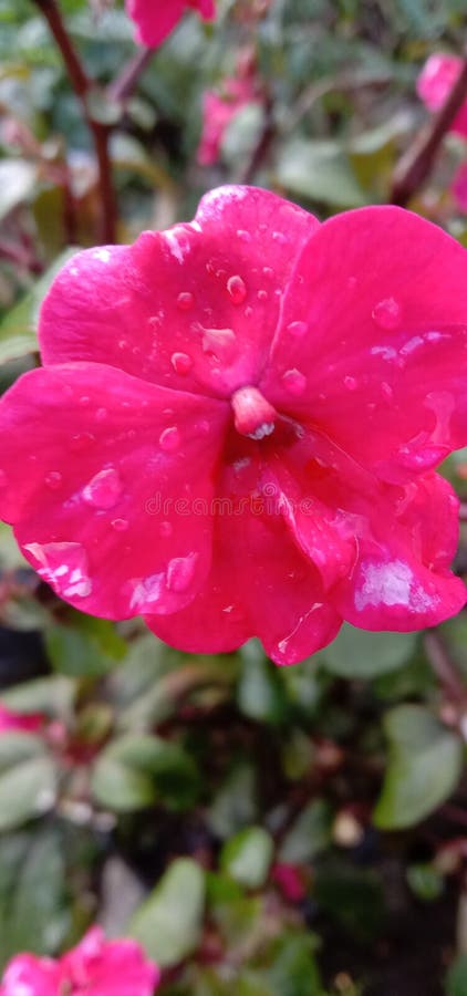 Natural, Abstrak, Red Flower in the Rain, Unknown, Lost Flower, One ...