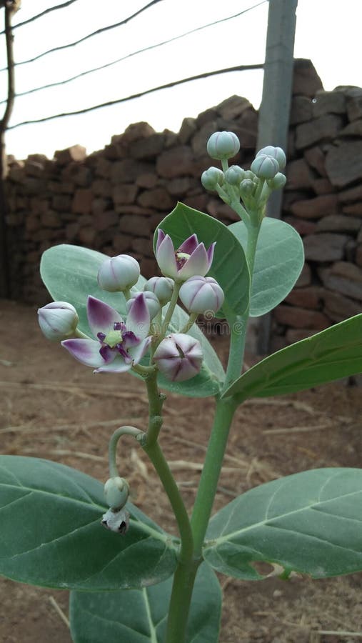 Natural stock photo. Image of natural, akada, village - 123407074