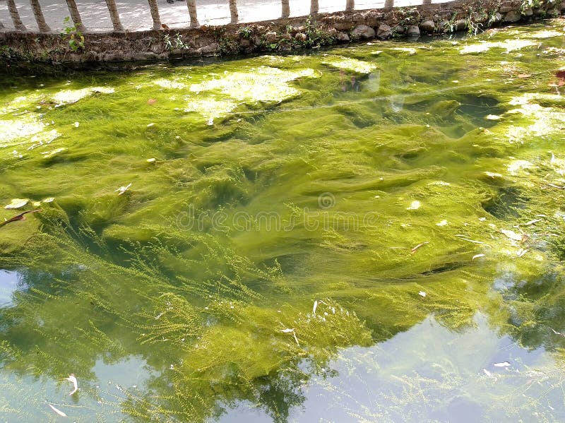 Algi Underwater Picture View Stock Photos - Free & Royalty-Free Stock ...