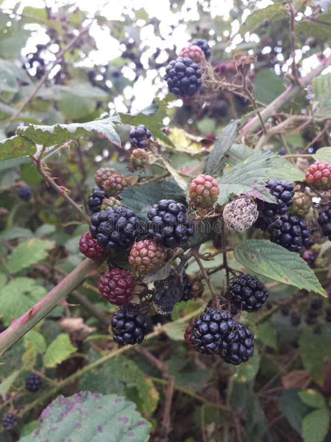 Natural stock photo. Image of natural, filters - 124073182