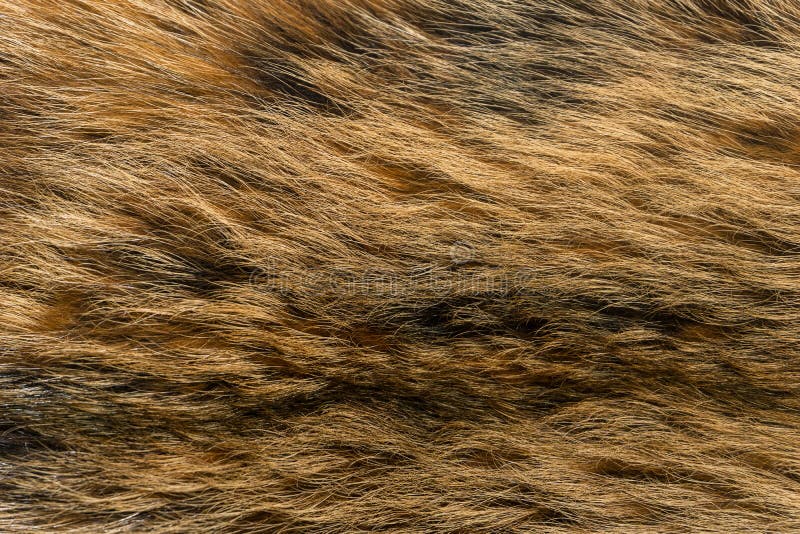 Natural Animal Fur Background Texture. Brown Wool Close-up Stock Image ...